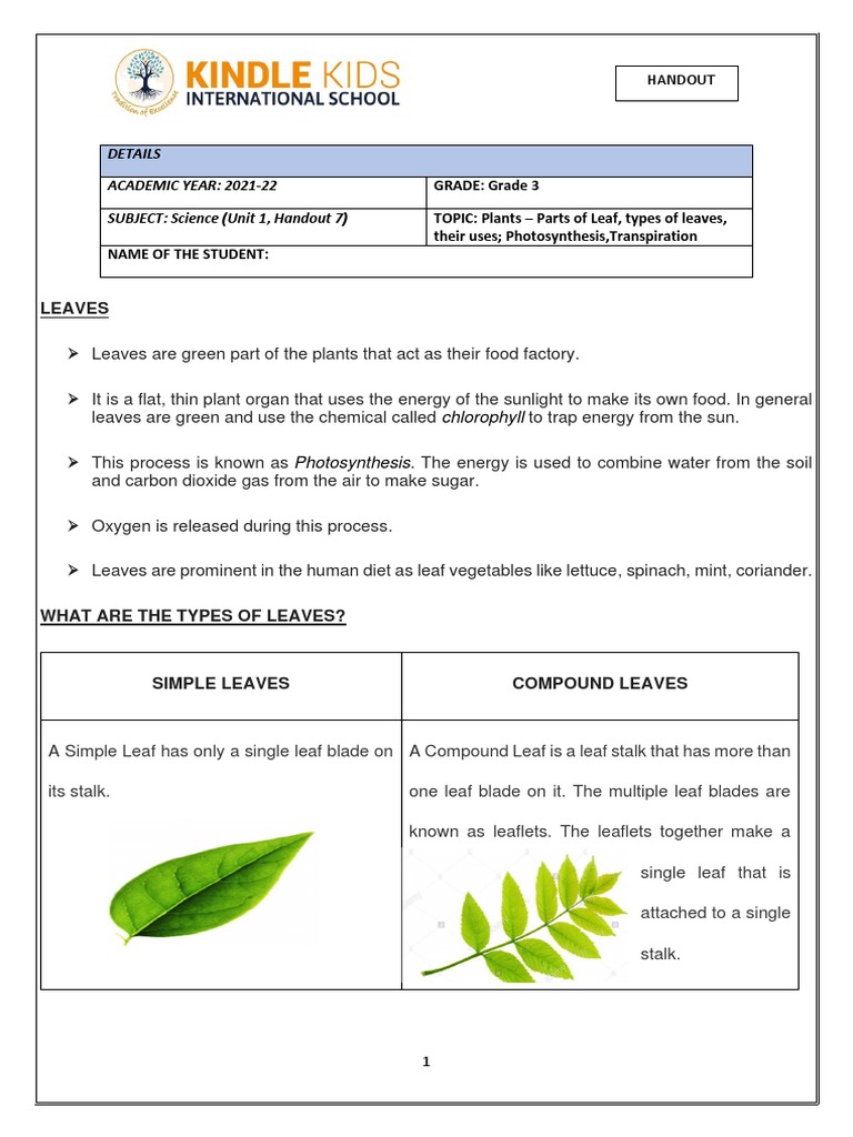 Types and Functions of Leaves for Grade 3 | PDF | Leaf | Photosynthesis