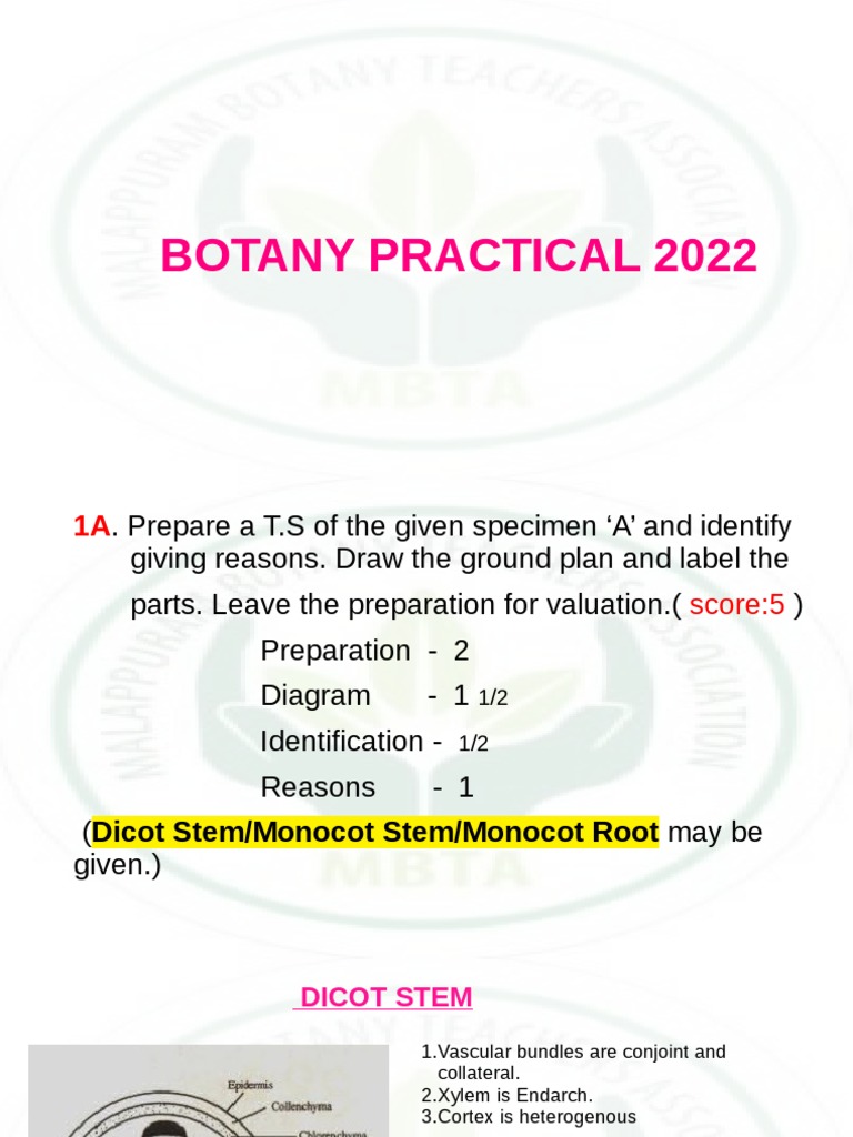 12th Grade Botany Practical Guide | PDF | Plant Stem | Biology
