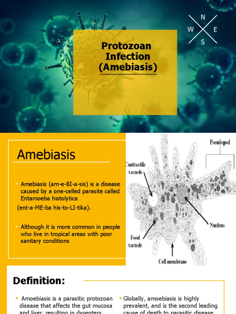 amebiasis | PDF | Causes Of Death | Digestive System