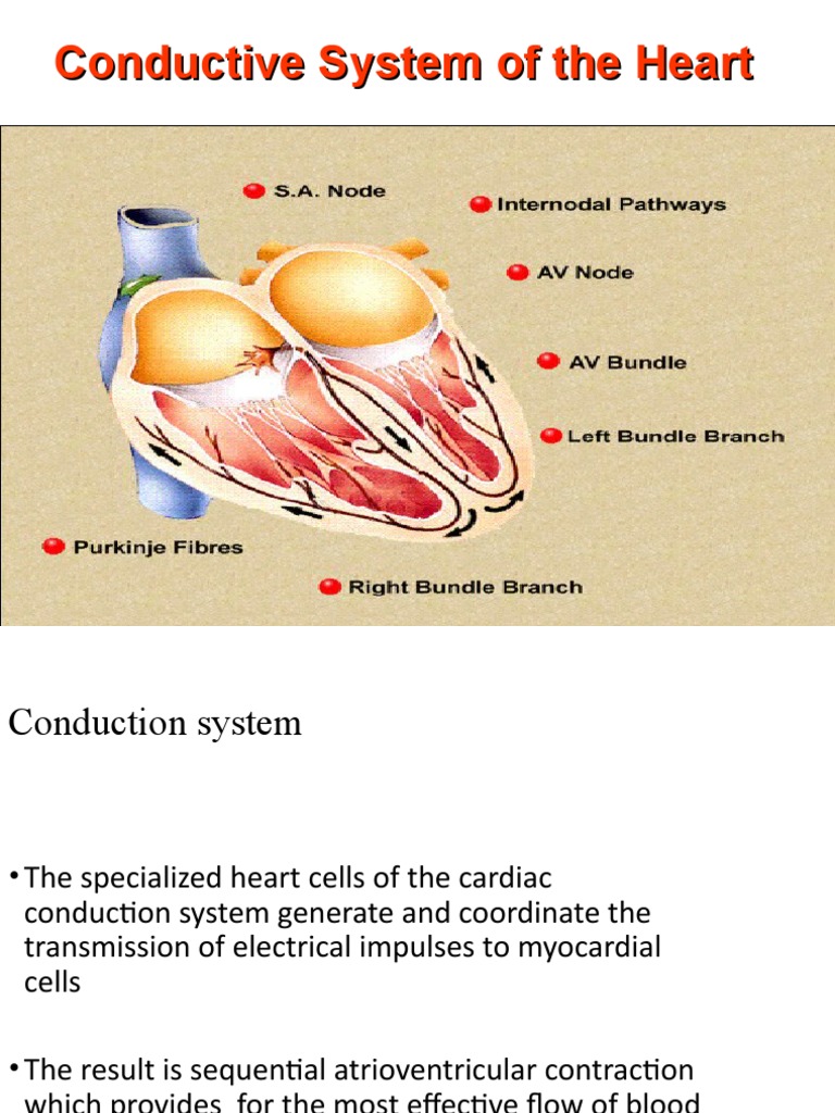 Conducting System of Heart | PDF