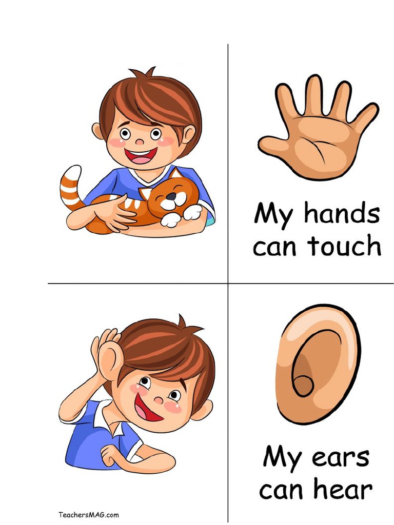 The Five Senses | PDF