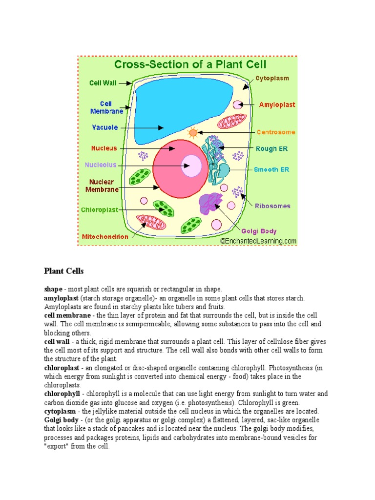 Cross Section of Plant and Animal Cells | PDF | Endoplasmic Reticulum ...
