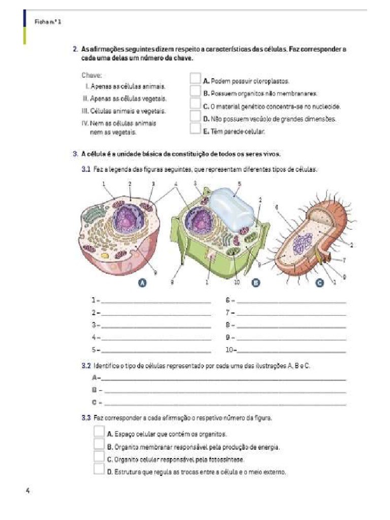 Ficha 1 Ca 8º Ano Células2 | PDF