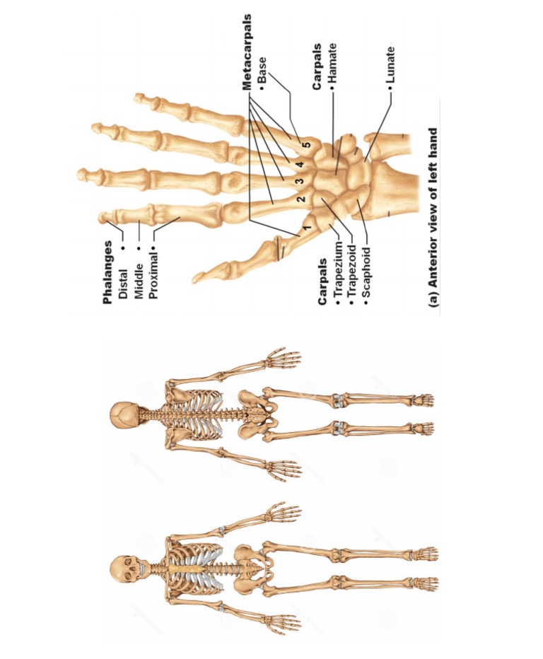 Skeletal System Pdf