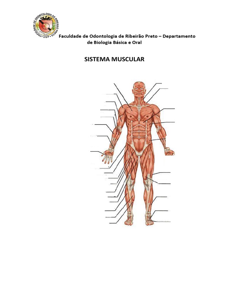 Atividade Sistema Muscular | PDF