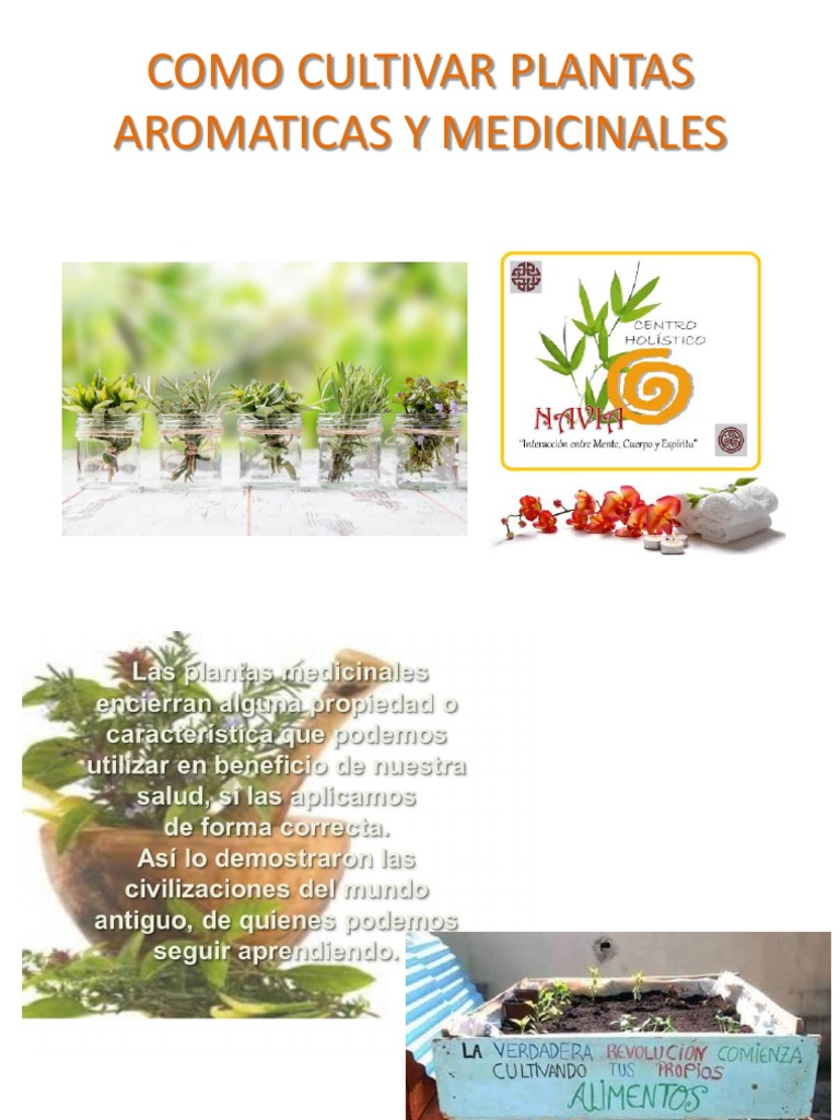Cultivar Plantas Aromaticas y Medicinales | PDF | Aceite de oliva | Romero