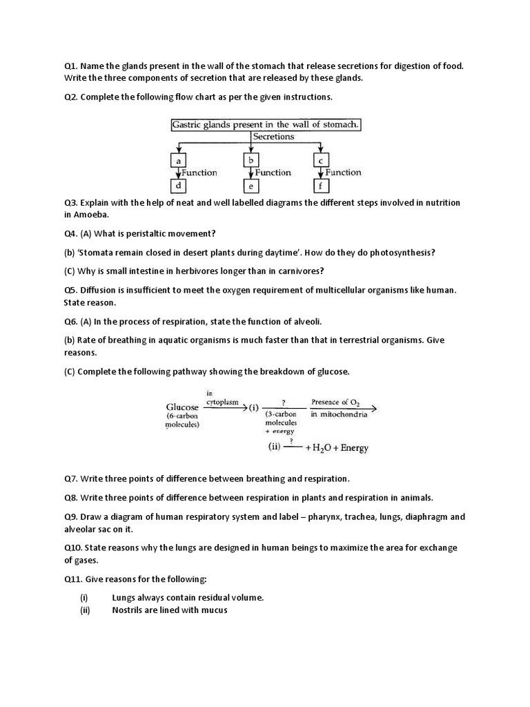 Life Process Assignment | PDF | Respiratory System | Lung