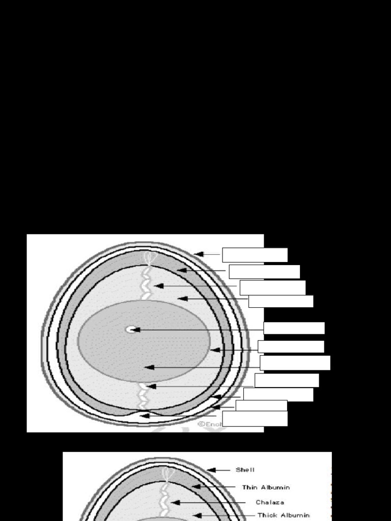 Structure of An Egg | PDF | Egg White | Yolk