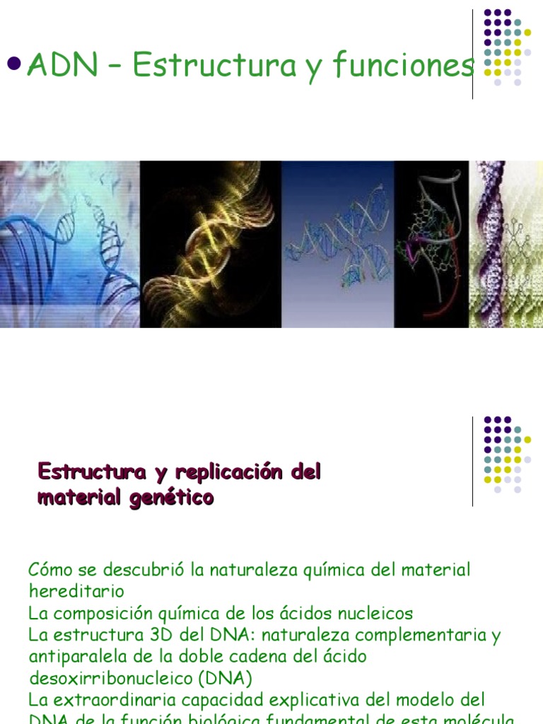 Clase 1 - ADN Estructura y Funciones | PDF | Adn | Replicación De Adn