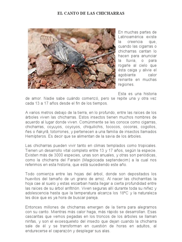 El Canto de Las Chicharras | PDF | Arboles | Insectos