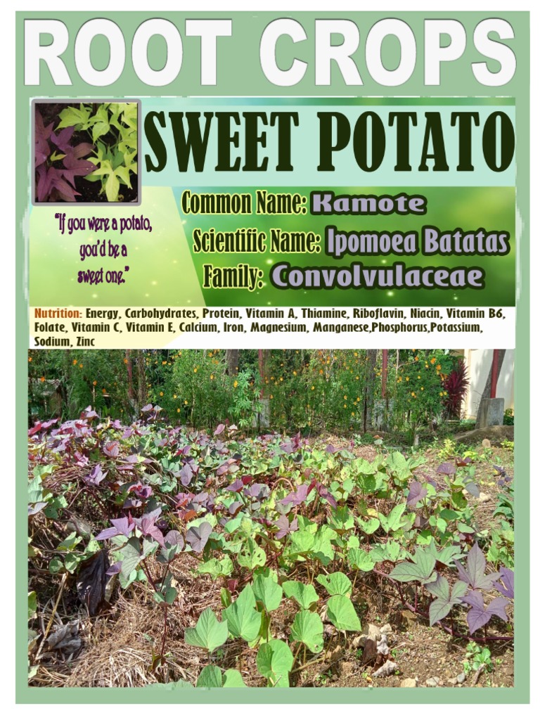 Root Crops | PDF