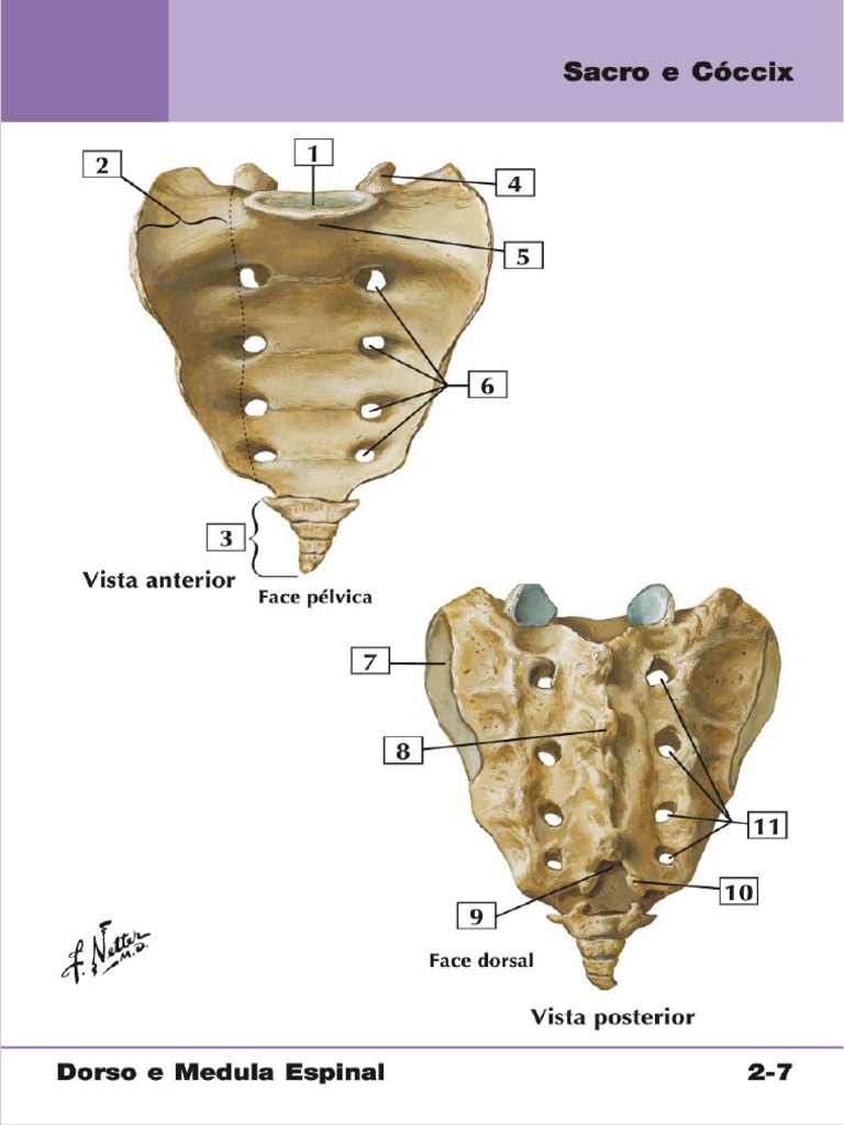 NETTER Flash Cards | PDF