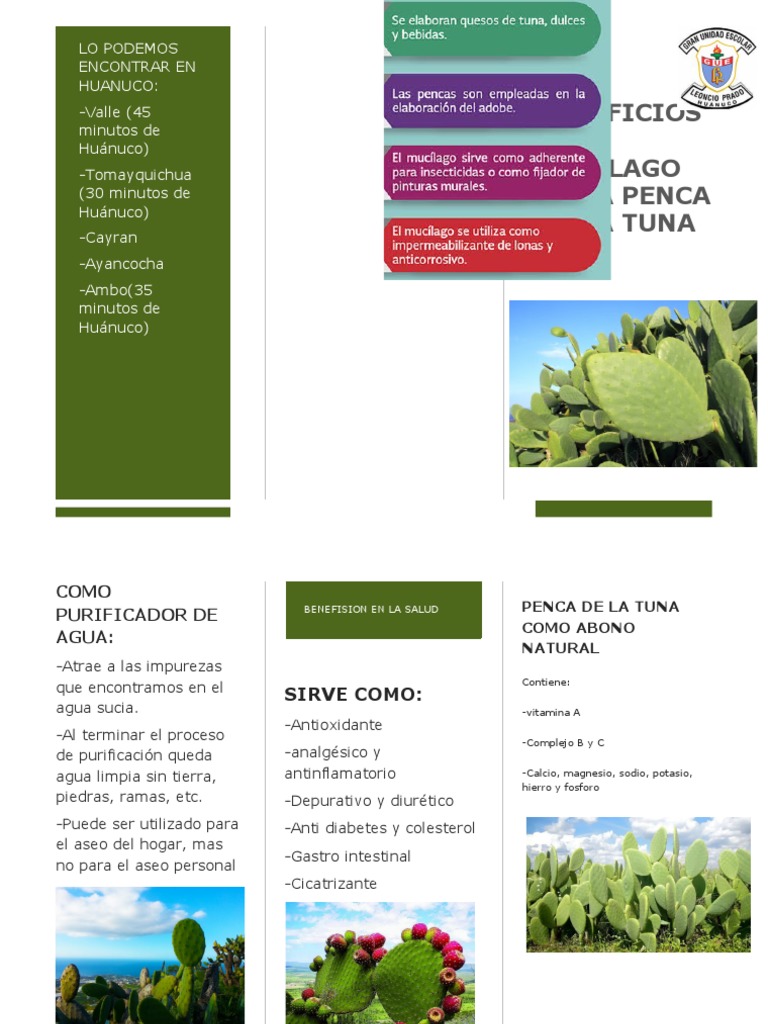 Triptico Nopal | PDF | Cocina, comidas y vino