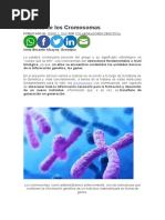 Etapas del Proceso PCR Detalladas | PDF | Reacción en cadena de la ...