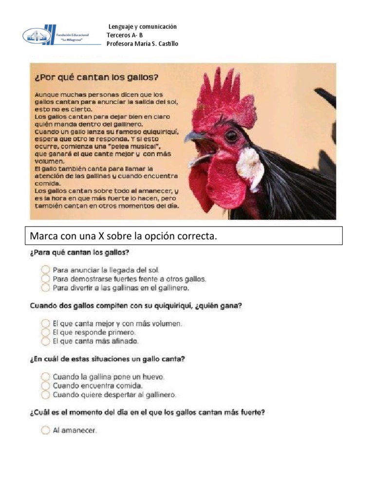 Comprensión Lectora Gato | PDF | Arte