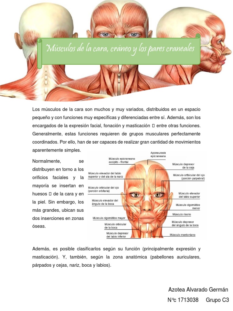 Anatomía de Los Músculos de La Cara | PDF | Percepción visual ...