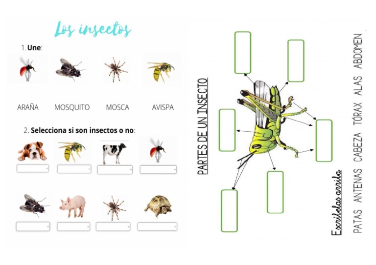 Ciencia Insectos | PDF