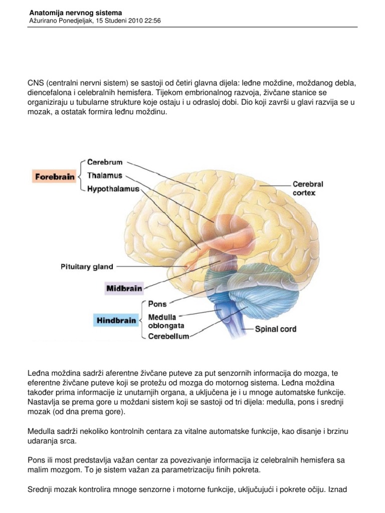 anatomija-nervnog-sistema
