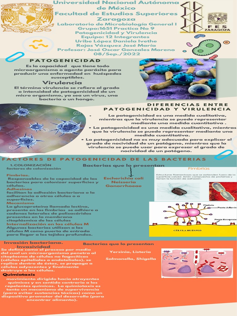Infografia de Patogenicidad y Virulencia | PDF | Bacterias Gram ...