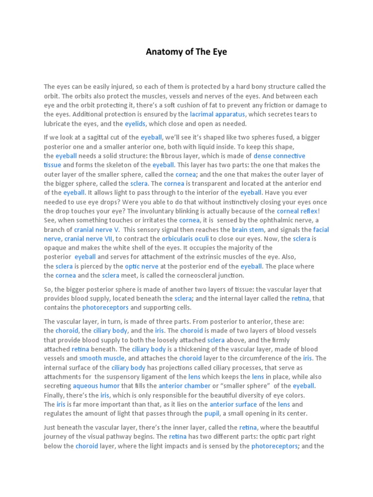Anatomy of The Eye | PDF | Human Eye | Cornea