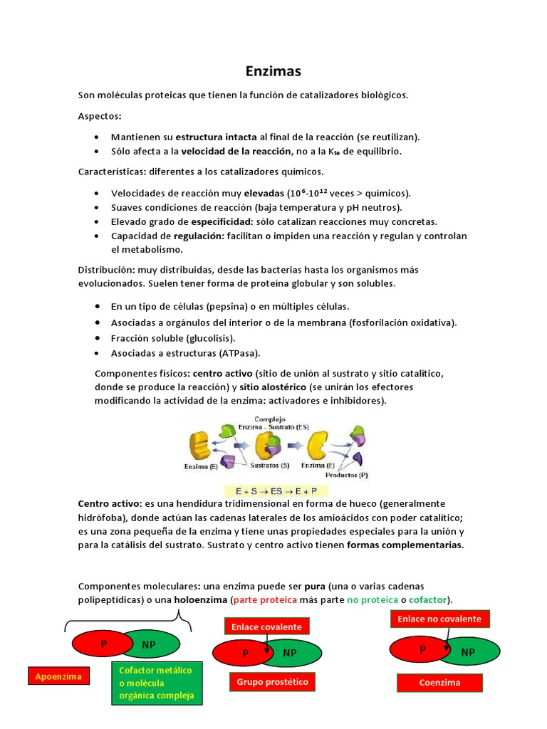 Enzimas | PDF | Enzima | Redox