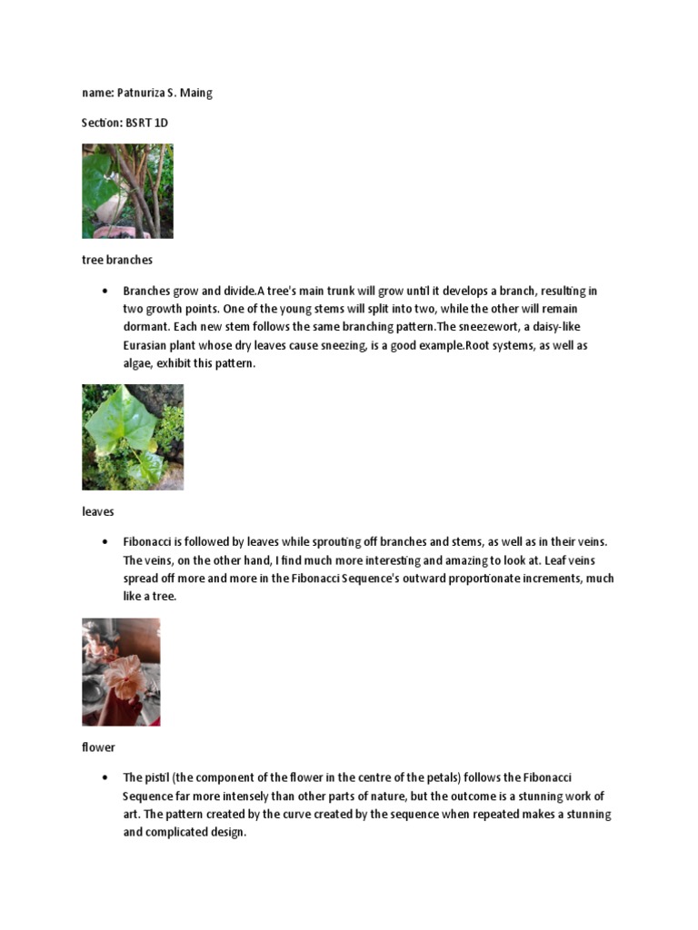The Prevalence of the Fibonacci Sequence in Nature: Exploring its Patterns in Tree Branches ...