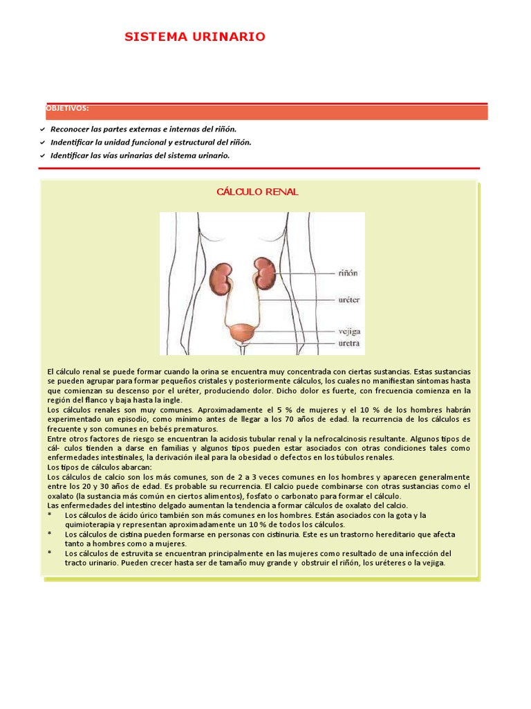 Sistema Urinario | PDF | Riñón | Sistema urinario