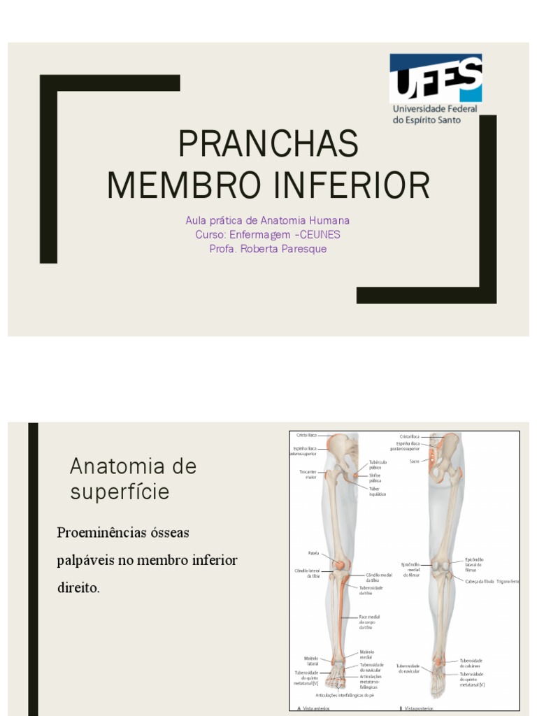 Esqueleto Membro Inferior | PDF