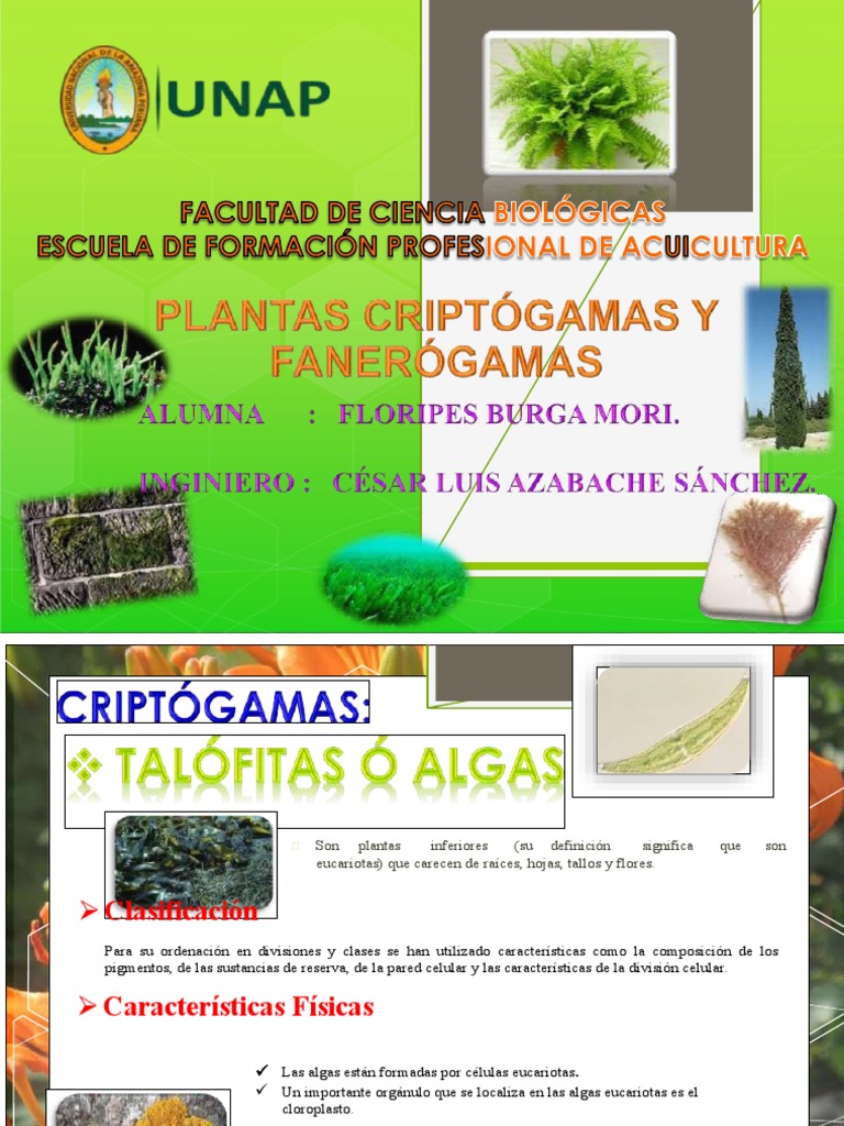 Criptógamas y Fanerógmas | PDF | Musgo | Algas