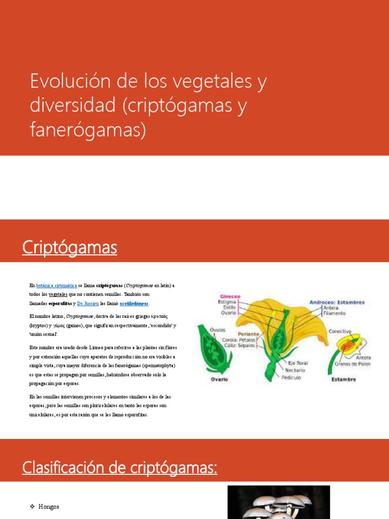 Evolución de criptógamas y fanerógamas | PDF | Plantas | Hoja