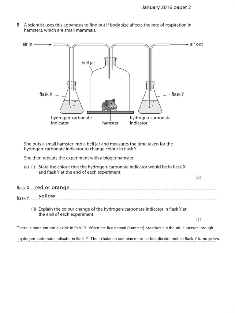 Chapter Respiration Worksheet Solution | Download Free PDF | Oxygen ...