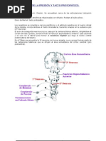 Motoneuronas Alfa y Gamma | PDF | Neurona motora | Músculo