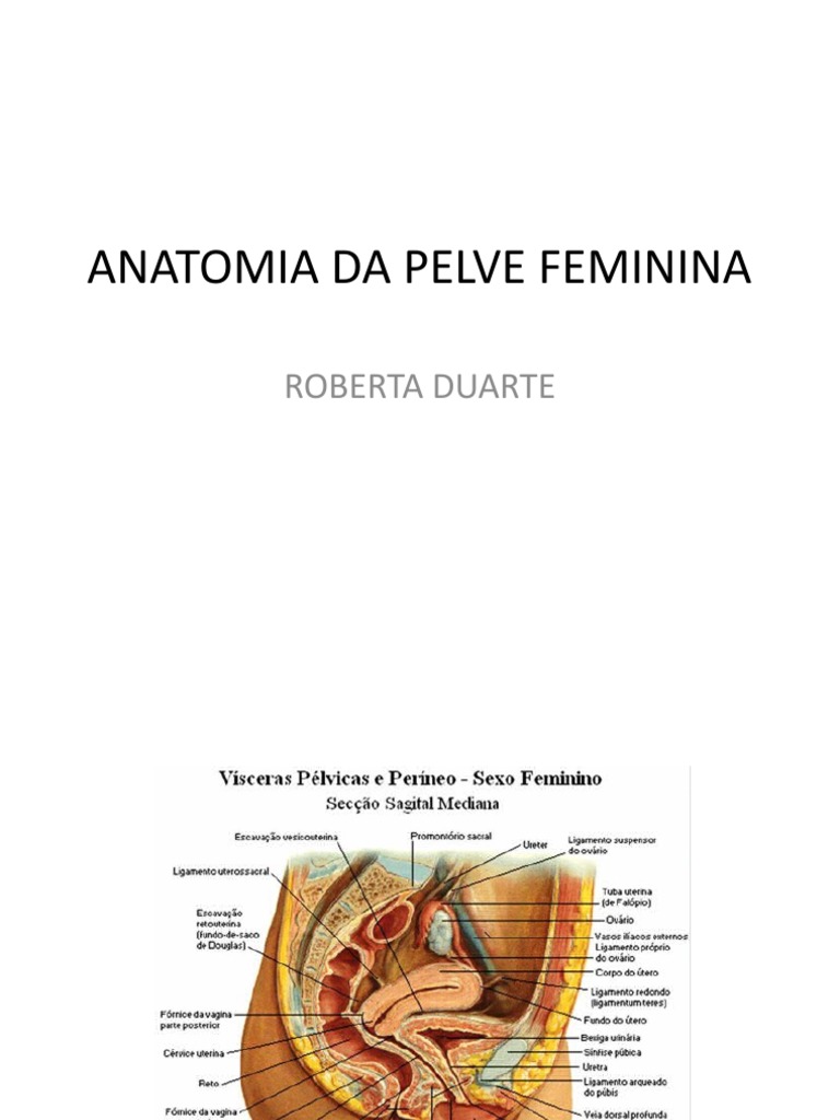 Anatomia Da Pelve Feminina | PDF | Pélvis | Menstruação