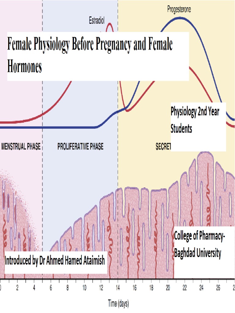 Female Physiology Before Pregnancy and Female Hormones | PDF ...