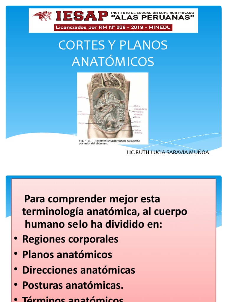 Anatomía humana: Una introducción a los cortes y planos anatómicos ...
