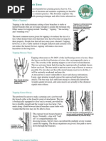 ANSI 300 - Pruning Standards | PDF | Pruning | Plant Stem