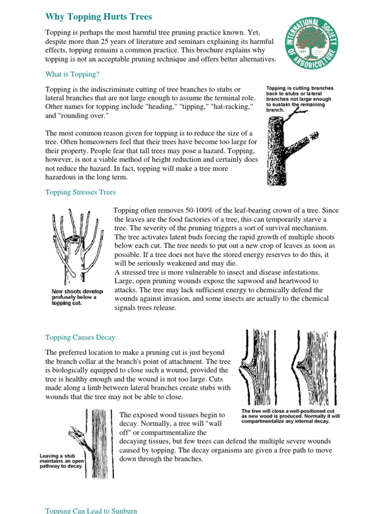 Why Topping Hurts Trees | Pruning | Trees