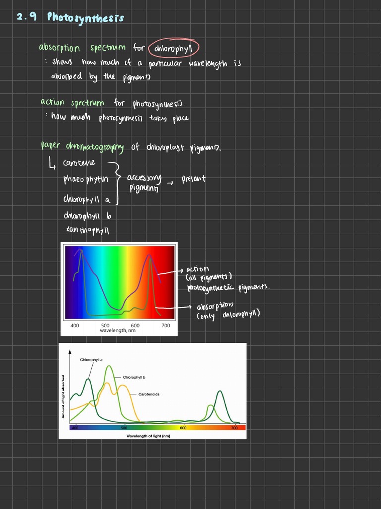 Action Spectrum Photosynthesis | PDF