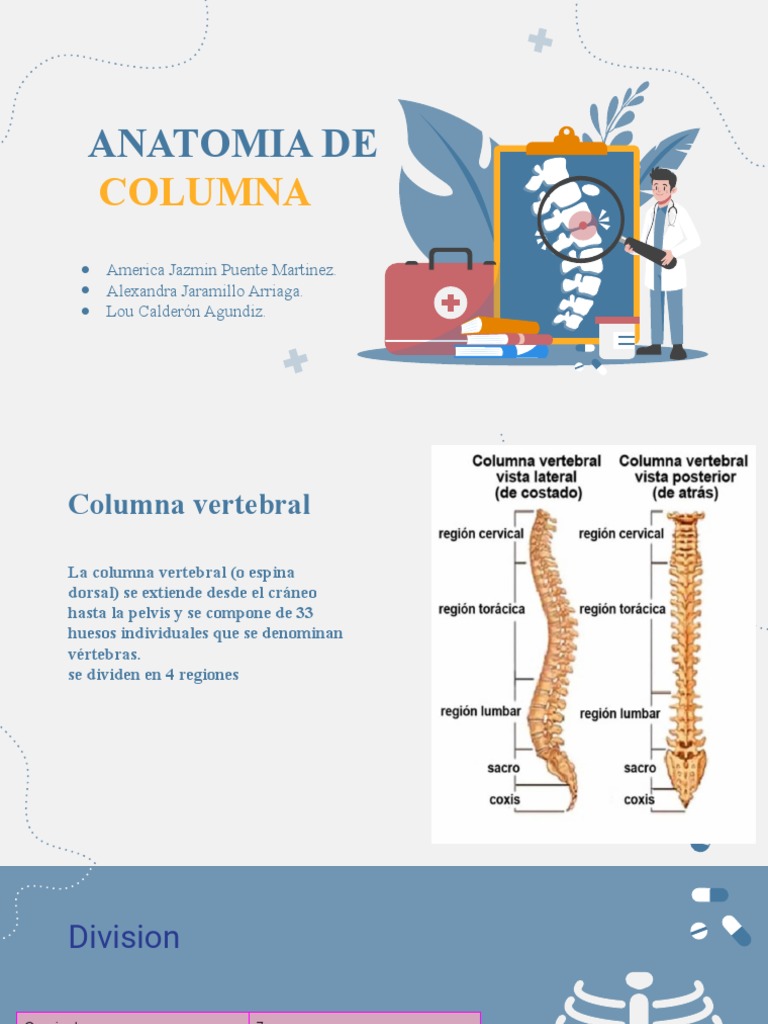 Anatomia de Columna | PDF | La columna vertebral | Vértebra