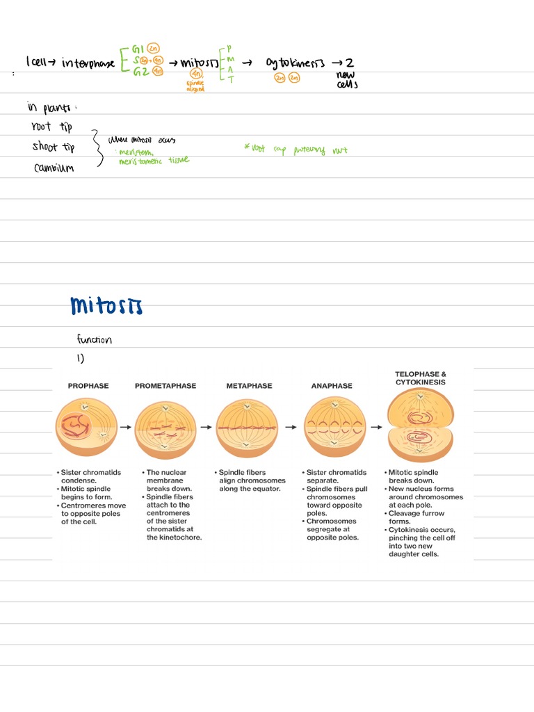 IB Mitosis Notes | PDF