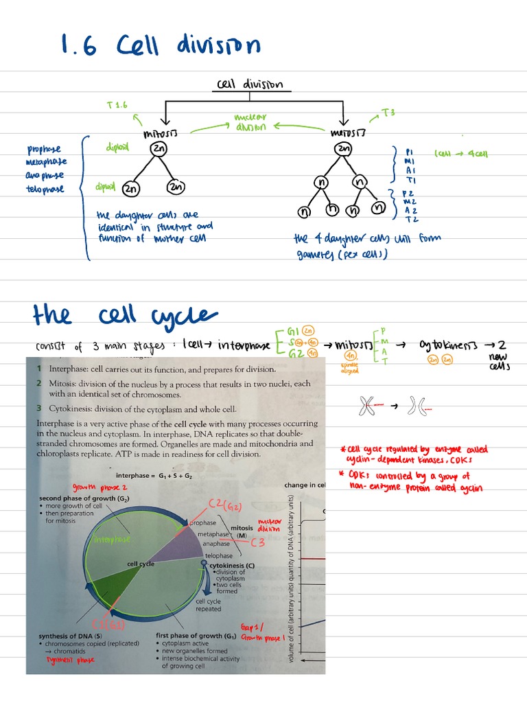 IB Cell Division Note | Download Free PDF | Cell Cycle | Biochemistry