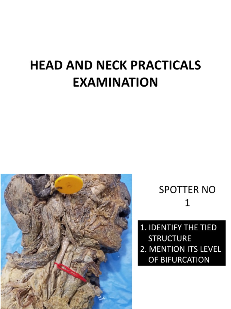Head & Neck Anatomy Spotter Guide | PDF | Foreign Language Studies ...