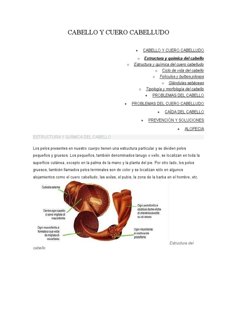 Estructura y química del cabello | PDF | Pelo | Bioquímica
