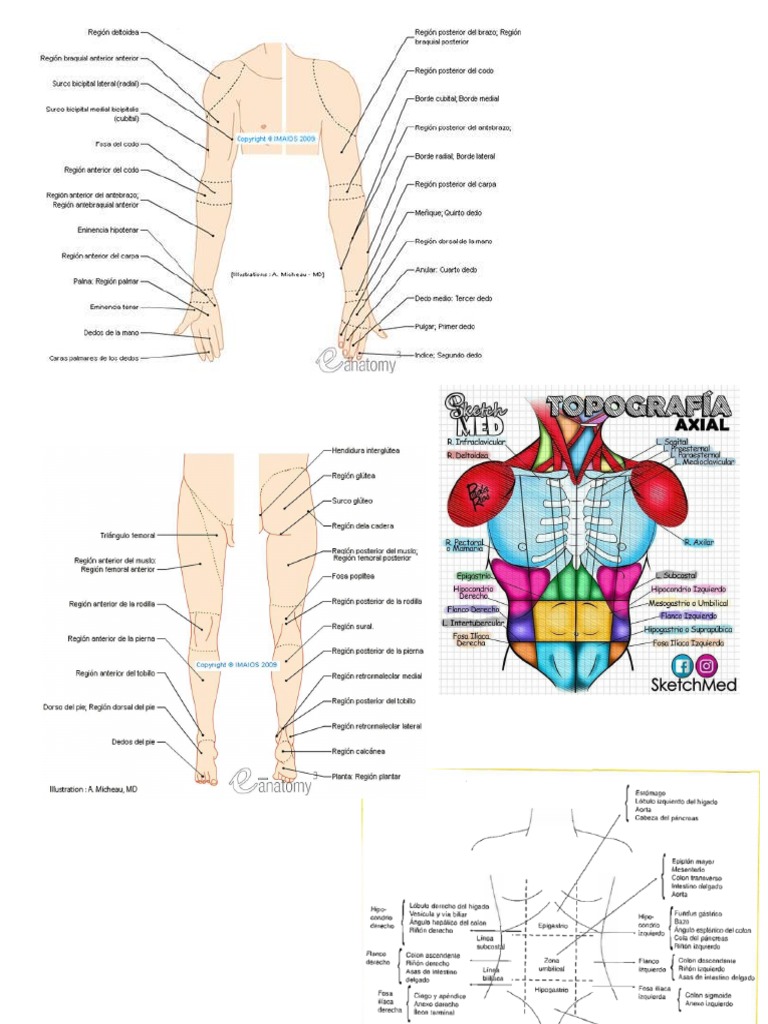 Topografía Anatomica | PDF