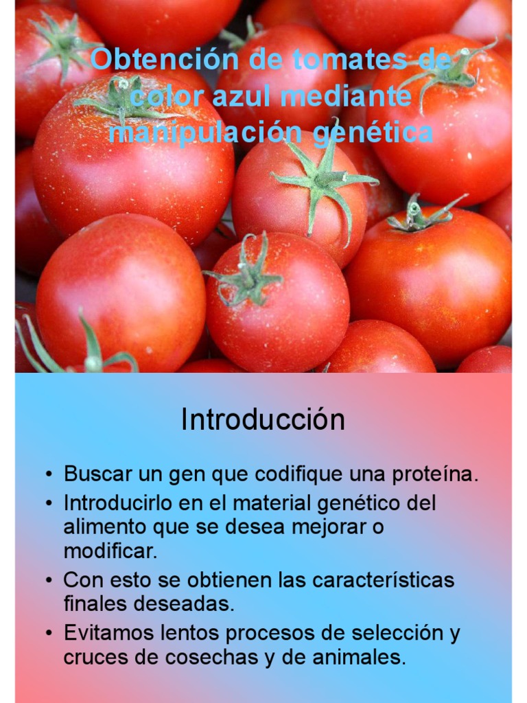 Tomates Azules | PDF | Organismo genéticamente modificado | Ingeniería ...
