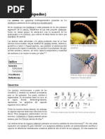 Tipos y Funciones de Antenas en Insectos | PDF | Insectos | Zoología