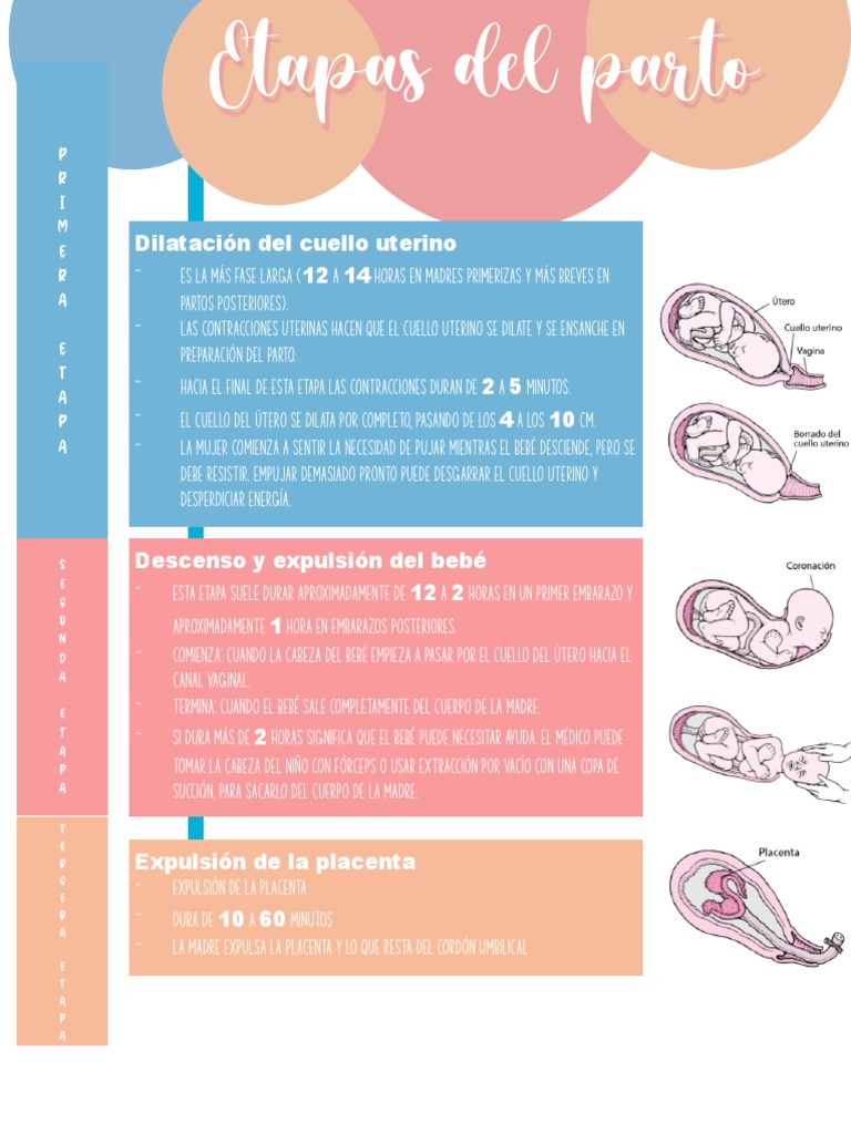 Guía de las Etapas del Parto | PDF | Parto | La salud de la mujer