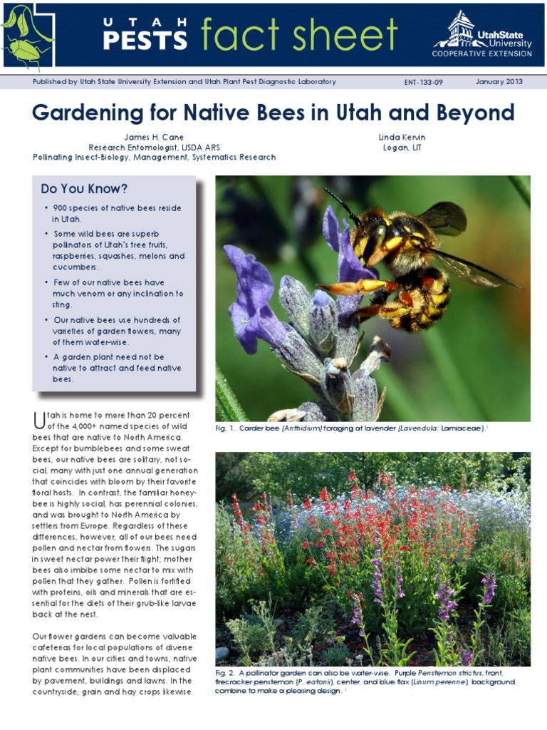 Gardening For Native Bees | PDF | Honey Bee | Pollinators