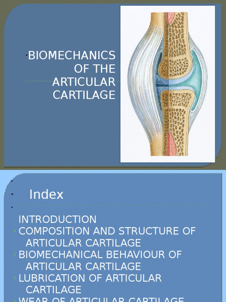 Bio Mechanics of the Articular Cartilage | Cartilage | Wear