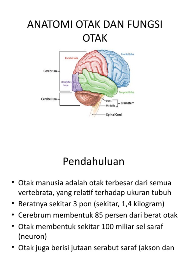Anatomi Otak Dan Fungsi Otak | PDF